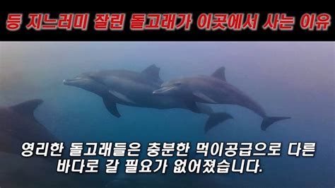 등 지느러미 잘린 돌고래가 제주바다에 사는 이유 Youtube