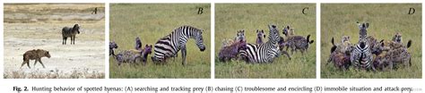 斑点鬣犬优化器 spotted hyena optimizer sho 原理 斑鬣狗算法 csdn博客