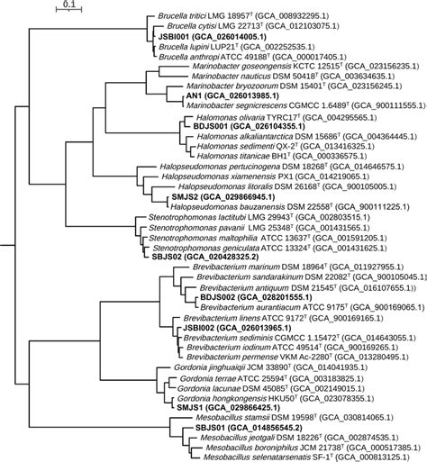 Phylogenetic Tree With 10000 Bootstrap Tests Constructed Based On 92