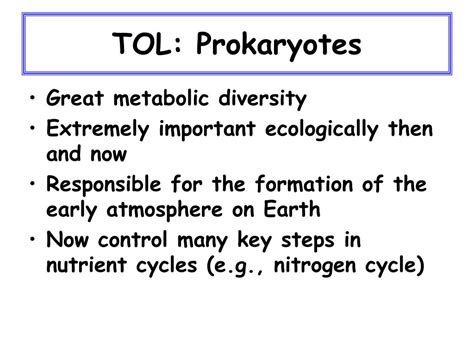 PPT Tree Of Life Prokaryotes And Eukaryotes PowerPoint Presentation ID