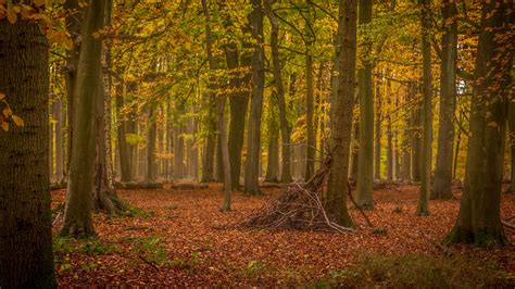 Download Wallpaper 1920x1080 Trees Brushwood Forest Leaves Autumn