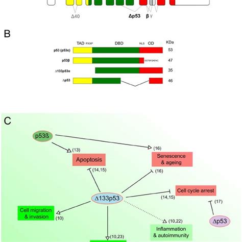 P53 Protein Isoforms And Their Biological Functions A Schematic