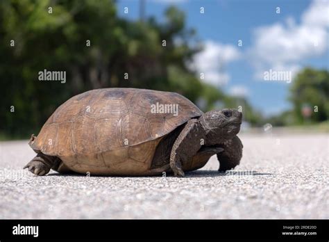 Wild Gopher Tortoise Crossing Rural Street In Southern Florida