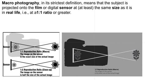Unlocking The Art Of Macro Photography Techniques And Tips