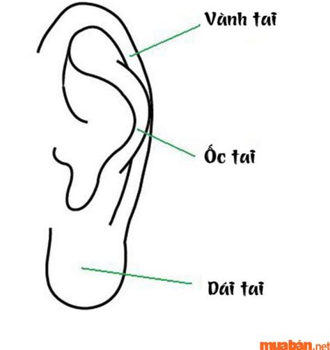 Tướng tai xấu có đặc điểm gì Ảnh hưởng đến nhân tướng học ra sao