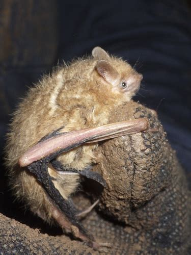 Tri Colored Bat