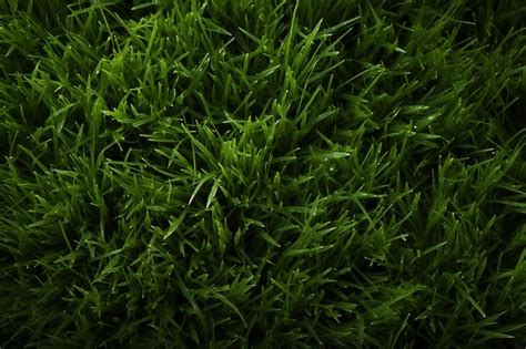 Sustainable Grass Texture Premium Ai Generated Image
