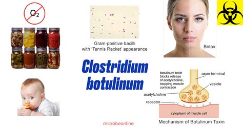 Clostridium Botulinum Properties Pathogenesis Lab Diagnosis • Microbe Online
