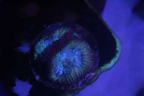 Coral Identification Rreeftank