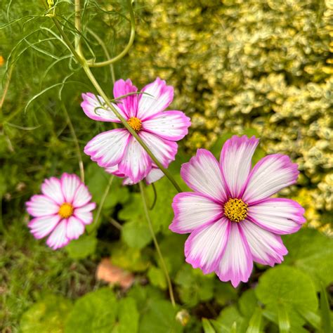 Candystripe Cosmos Revival Seeds