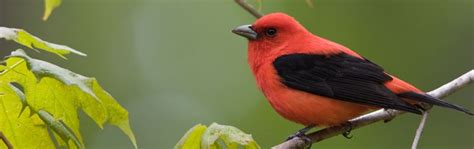 34 Best Northeastern Birds Images On Pinterest Beautiful Birds