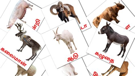 1300 Free Tamil Flashcards Pdf Picture Vocabulary