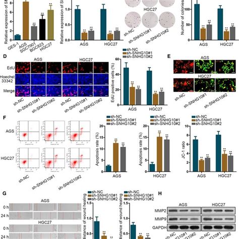 Snhg10 Is Overexpressed In Gc Cells And Promotes Gc Cell Growth A Download Scientific Diagram
