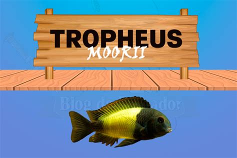 Tropheus Moorii Peixe Características Habitat Alimentação E Onde Encontrar Blog Do Pescador