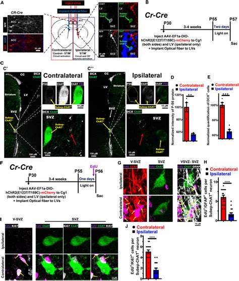 Cortical Regulation Of Neurogenesis And Cell Proliferation In The