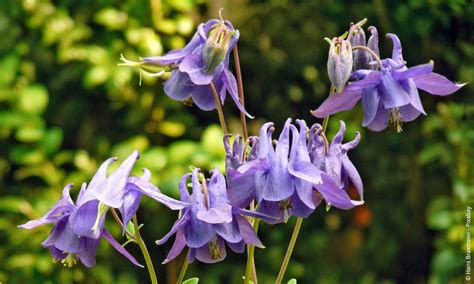 Gemeine Akelei Aquilegia Vulgaris Steckbrief