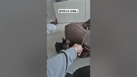 고양이 로켓발사 Youtube