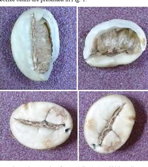 Figure 1 From Raw Coffee Bean Classification For Roasting Suitability