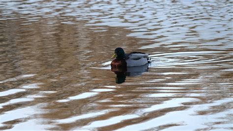 Duck Bird Lake Free Photo On Pixabay Pixabay