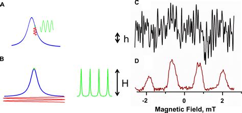 Video Rapid Scan Electron Paramagnetic Resonance Opens New Avenues For
