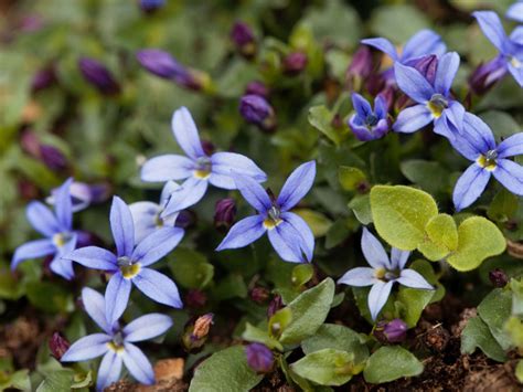 Blue Star Creeper Lawns Growing Blue Star Creeper As Grass Alternative