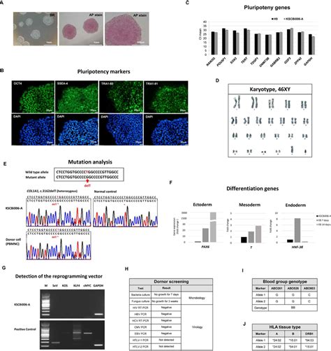 Characterization Of Ipsc Line Kscbi006 A Download Scientific Diagram