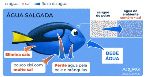 Diferenças entre peixes de água doce e salgada Parte Escola de Aquário