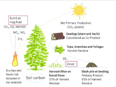 Representation Of The Carbon Balance In The Forest Download