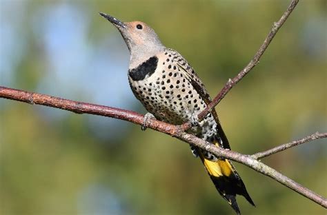 Pennsylvania Woodpeckers 7 Beak Drumming Birds To Spectate