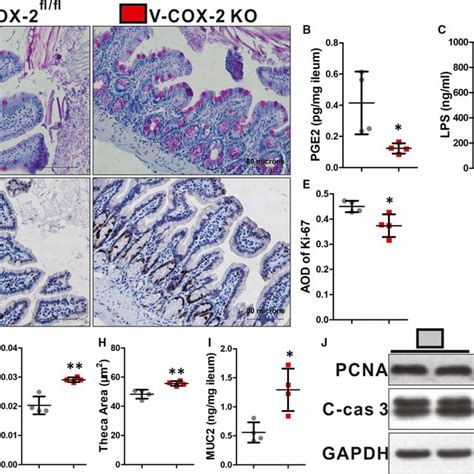Disruption Of Ileal Epithelial Homeostasis In Cirrhotic Mice Was