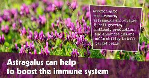 Astragalus And Immune System At Alice Hager Blog