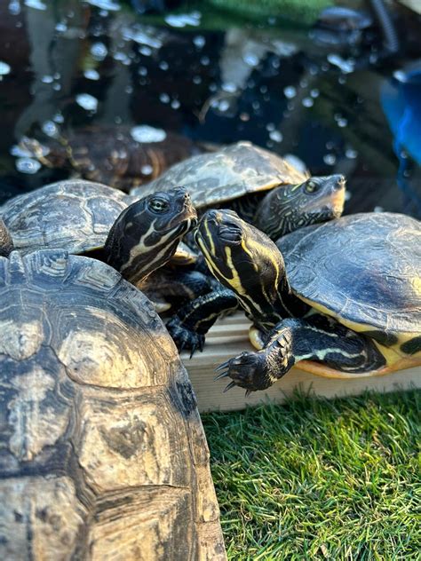 Terrapin 101 Run By South Yorkshire Terrapin And Tortoise Rescue