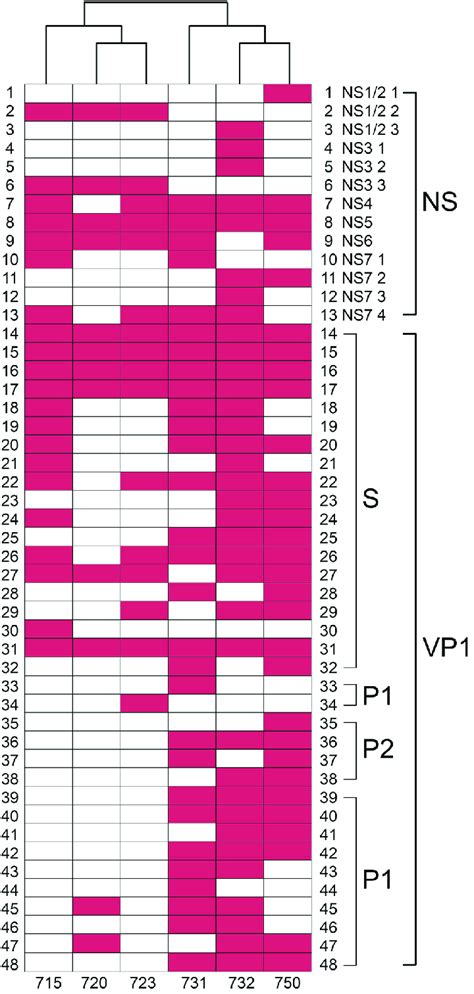 Dendrogram Of Gi 1 Norwalk Epitope Profiles The Dendrogram Compares
