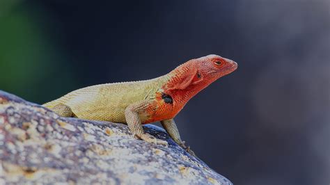 The Lava Lizard Exploring Galapagos Islands Fauna Celebrity Cruises