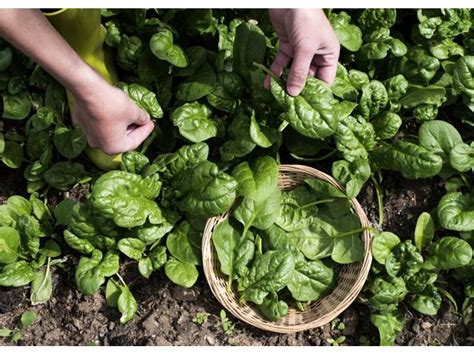 Есенният спанак да се засее сега Зеленчуци Български Фермер