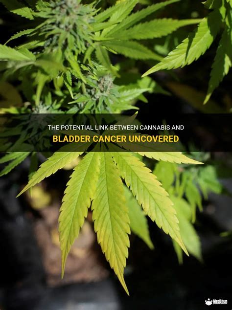The Potential Link Between Cannabis And Bladder Cancer Uncovered Medshun