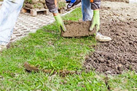 How To Repair Lawn Fertilizer Burn