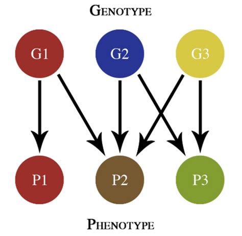 Biology Heredity Flashcards Quizlet