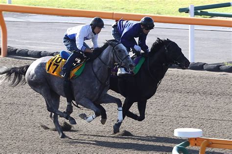 【毎日王冠】安田記念覇者ダノンキングリー、vルーチンのダートコースで仕上げた Umatoku 馬トク