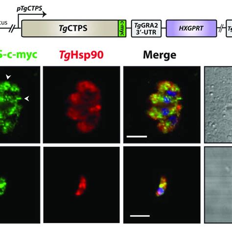 Functional Complementation Of Yeast Ctp Synthase Double Mutant By Download Scientific Diagram
