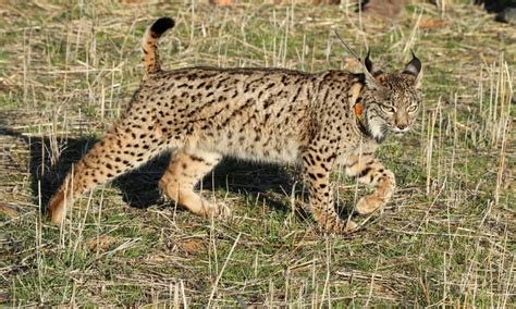 Iberian Lynx Kitten