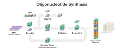 Dna Synthesis A Technical Primer Wisdom Webflow Html Website Template