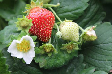 Immertragende Erdbeeren Im Lubera® Gartenshop
