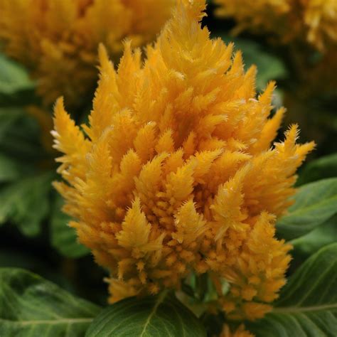 Celosia First Flame Series Red Valley