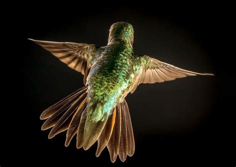 18 Strange But True Facts About Hummingbirds You Should Already Know
