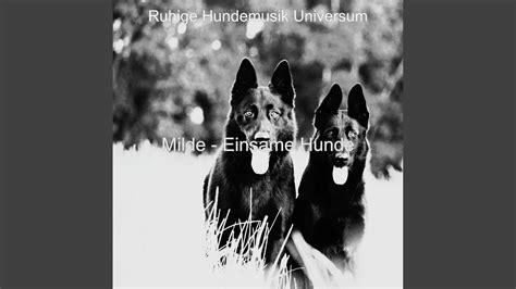 Ambiente Treu Gestresste Hunde Youtube