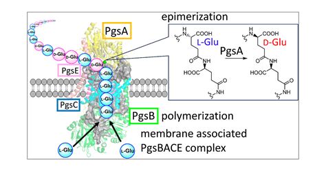 Peptide Epimerase Responsible For D Amino Acid Introduction In Poly γ Glutamic Acid Biosynthesis