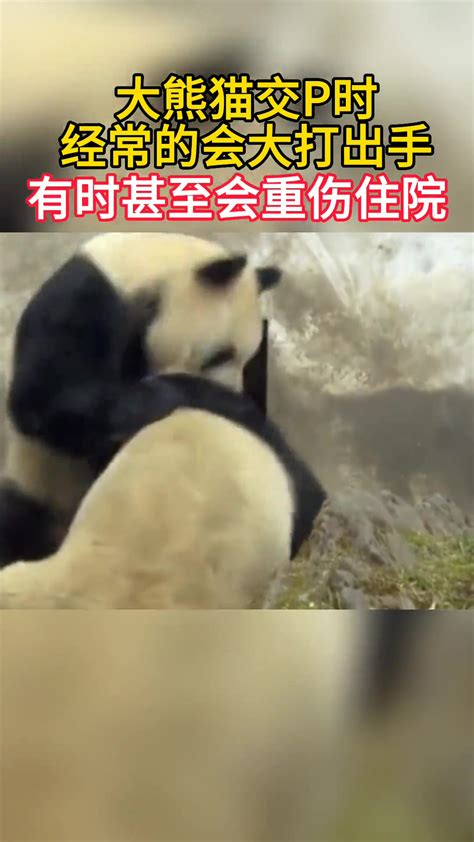 冷知识！大熊猫交配时经常大打出手 有时甚至重伤住院😂 直播吧