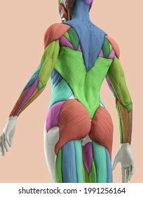 Female Reproductive System Nervous System Urinary Stock Illustration Shutterstock