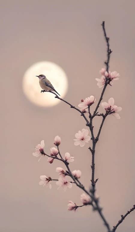 عکس های پس زمینه طبیعت بهترین تصاویر طبیعت [پیشنهادی] تاوعکس